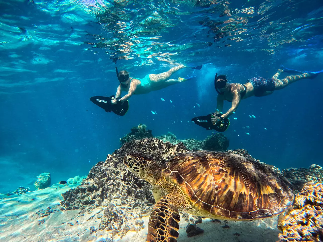 Turtle Tour Operator Partnership | Cook Islands